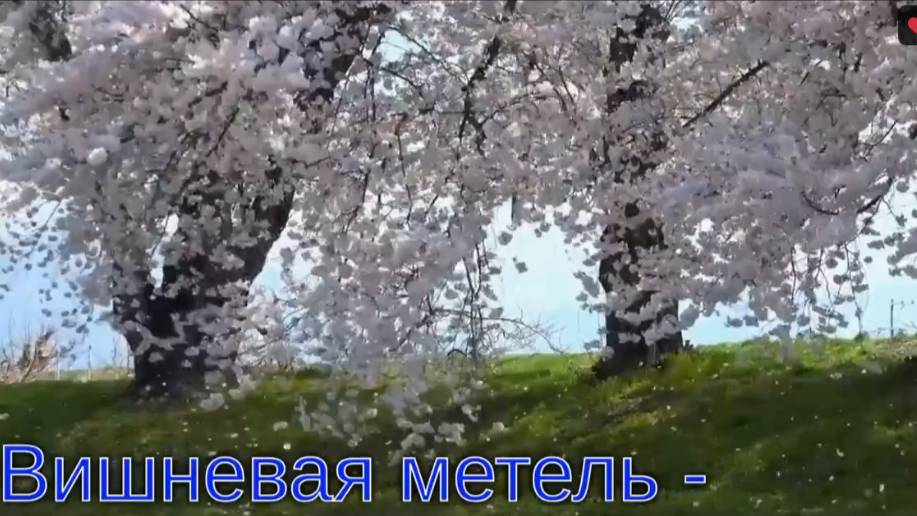 VIP!!!Вишневая метель - Музыка вокал -Николая Жуков Стихи - Людмила Кичигина Авторская песня 2025