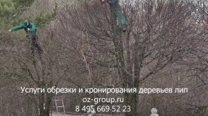 Услуги обрезки и кронирования деревьев липы в Москве и области. Выезд агрономов. Звоните сейчас!