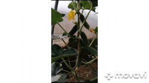 ВНИМАНИЕ НАБОРЫ ПРЕПАРАТОВ СИЯТЕЛЬНЫЙ МАЙ //ВАЦАП ДЛЯ ЗАКАЗА 89152458159 ПИСЬМЕННО