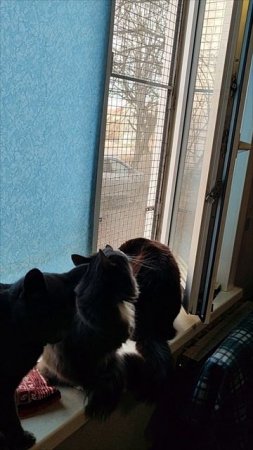 коты за решеткой