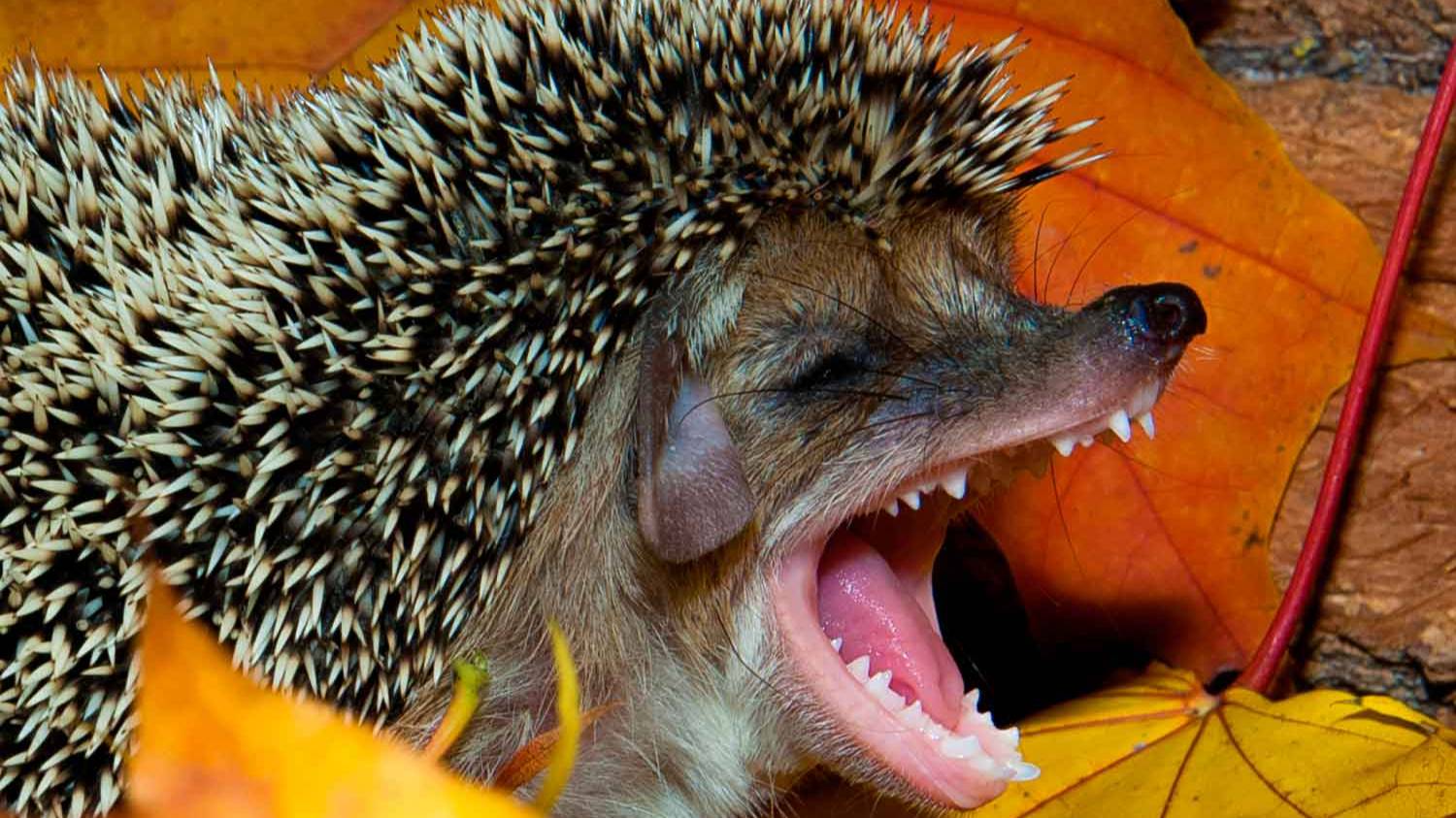 ЕЖ - милый снаружи и грозный внутри. Познавательное про ежа