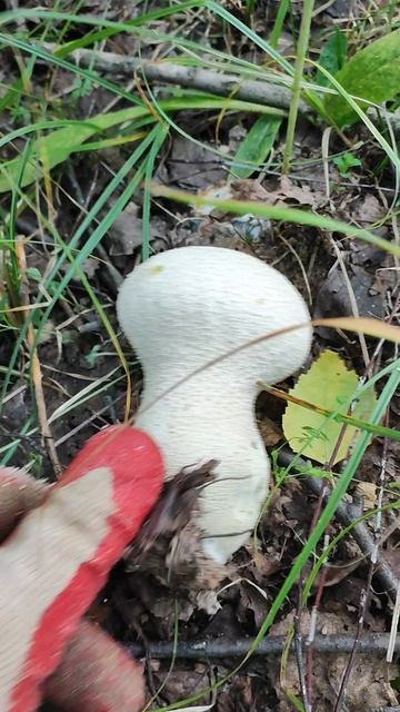 Гриб Дождевик (Lycoperdon)