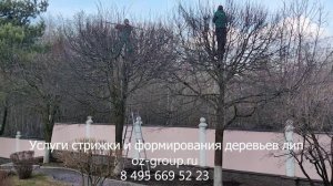 Услуги стрижки и формирования деревьев липы в Москве и области. Выезд агрономов. Звоните сейчас!