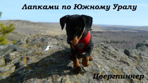 #Цвергпинчер #Фокс Шаги в туризм...