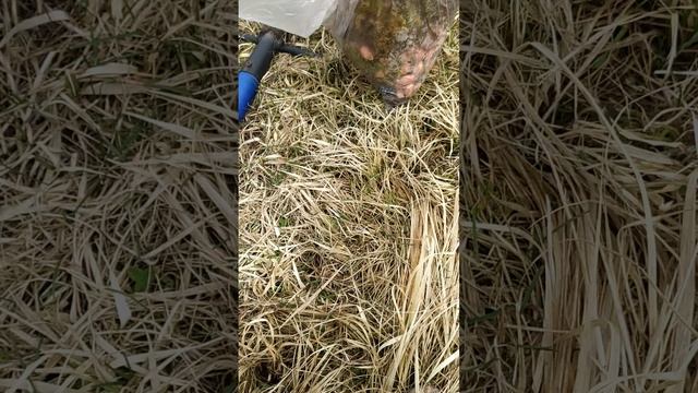 Сеем в сорняки. Огород ленивый без полива, без перекопки, без прополки. Часть 2