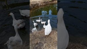 Первый поход на пруд