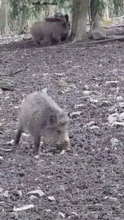 Кабан разбушевался 🐗The boar raged🐗