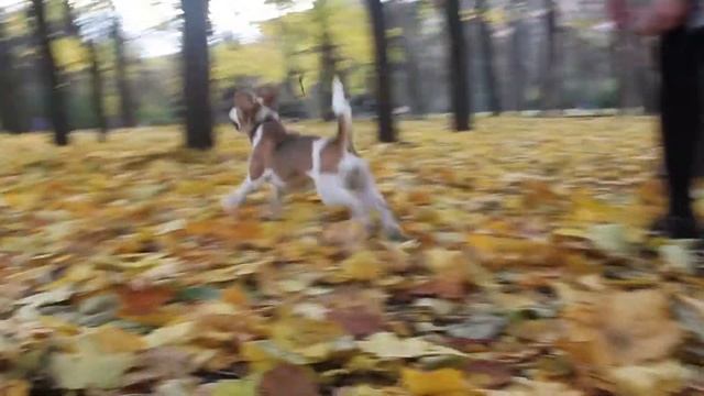Танцующий бигль в золотой осени.