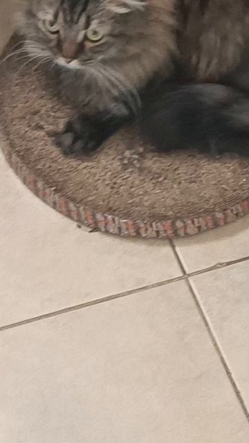 Стальные кокушки 😼 #котики