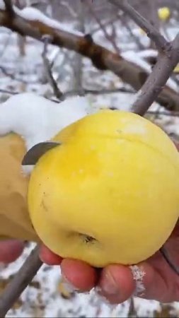 ice Apple