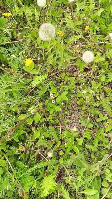 Клубника уже цветет