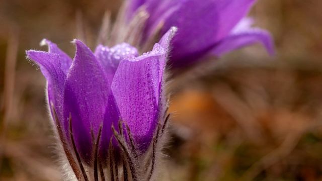 Псалом 118:16-32