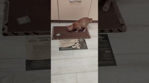 Отличная когтеточка. Котику понравилась❤️_
