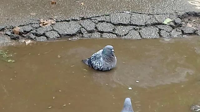 Голубемойка