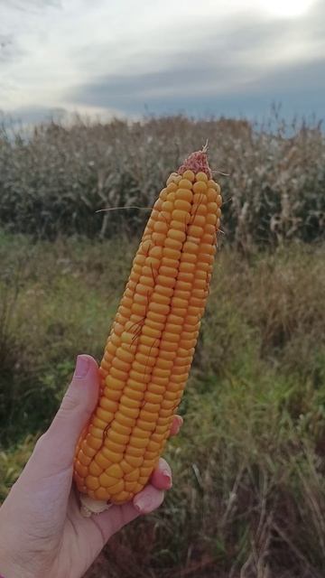 Кукуруза на поле поспела