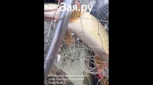 Сергей Безруков наловил щуки на Дону