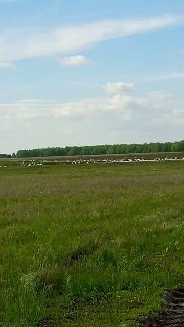 Увидели очень много лебедей