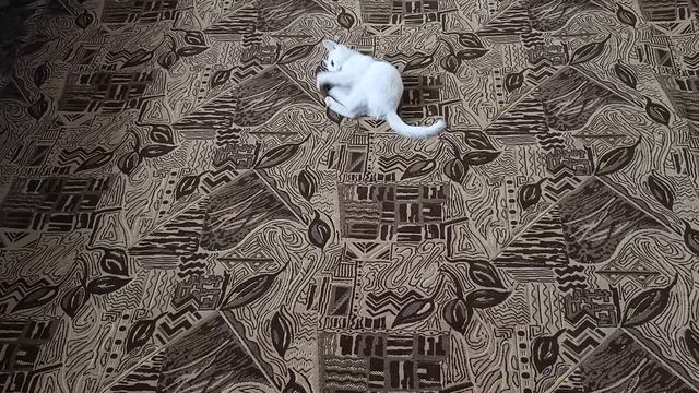 Наш маленький котенок