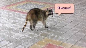Приехал на работу, а там пушистый гость из леса, катит под кошку....