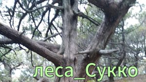 леса в районе поселка Сукко.
