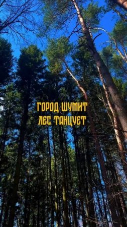 Город шумит, а лес танцует! 
Приходи и увидишь сам🌳