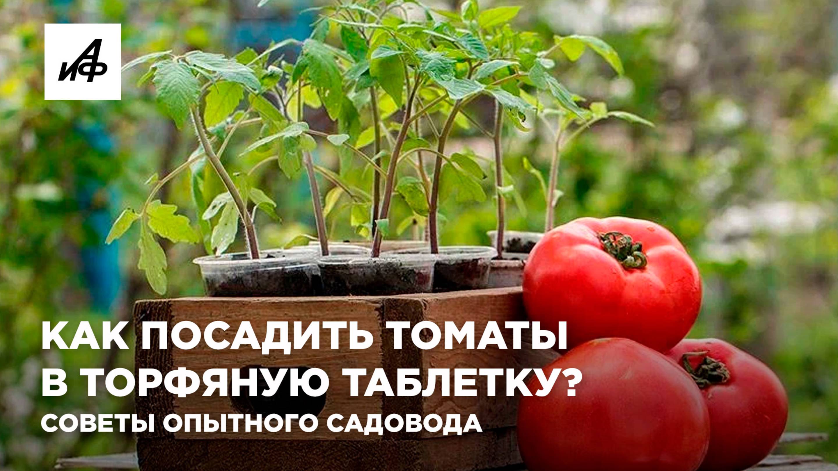 Как посадить томаты в торфяную таблетку? Советы опытного садовода