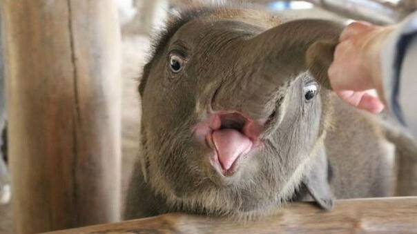 Самые смешные животные 🤣 Забавные животные