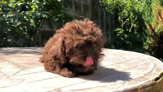 Едва не испеклись при сьемке  @avestaviva3314