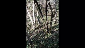 леса рядом с поселком Сукко.