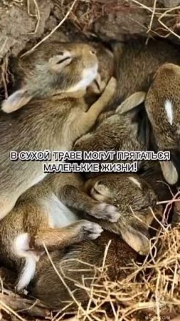 Животные сгорают заживо, а огонь уничтожает дома и леса!