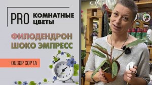 Филодендрон Шоко Эмпресс. Необычное и интересное растение с резными листьями. Обзор сорта.
