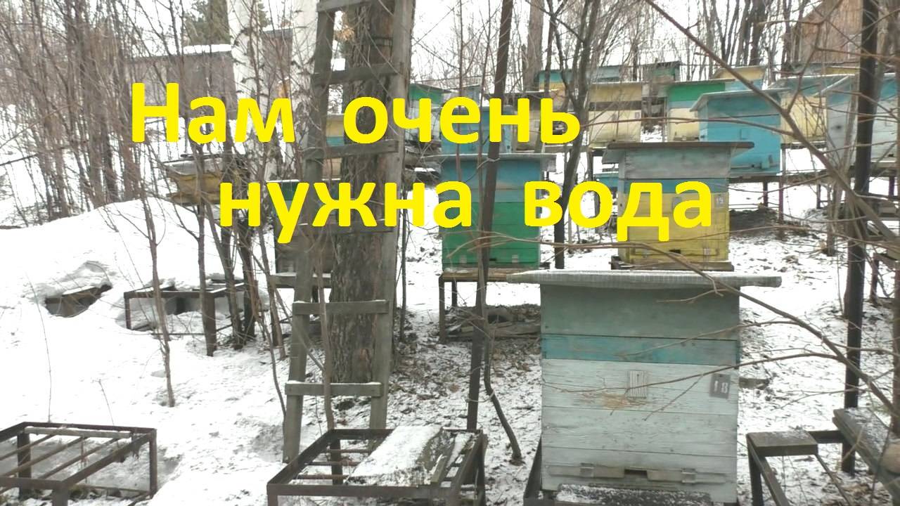 Что давать пчелам весной: сироп, сыту или воду