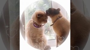 Кошачьи нежности ☺️