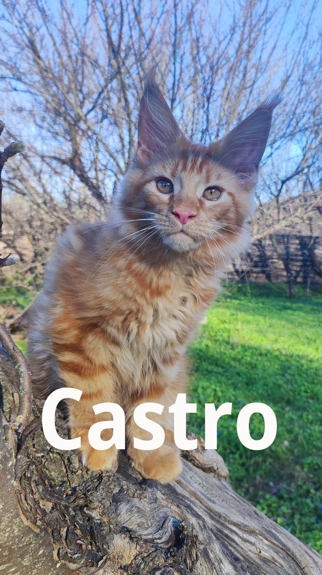 Castro Dark Flame