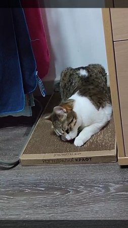 Нет ничего лучше новой когтеточки!❤️