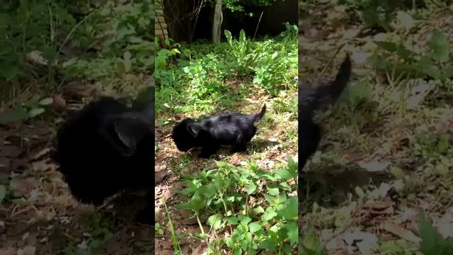 Маленькая девочка Бельгийский гриффон