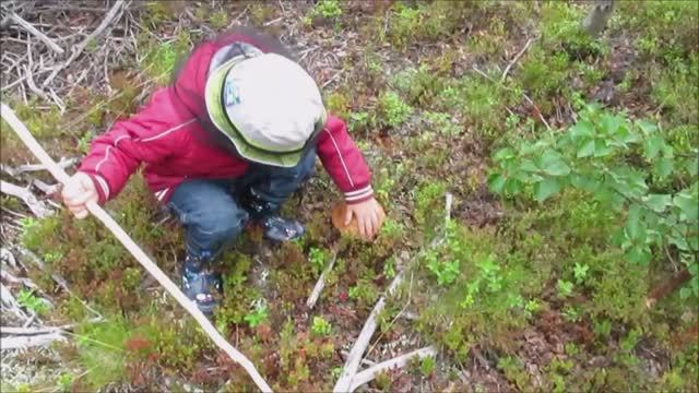 С внуком за грибами. Три видео в одном. Север. Архив. 2013.