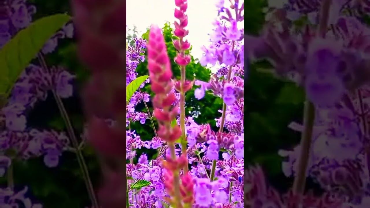 #shorts Лаванда цветёт #lavander #лаванда #цветы #flowers