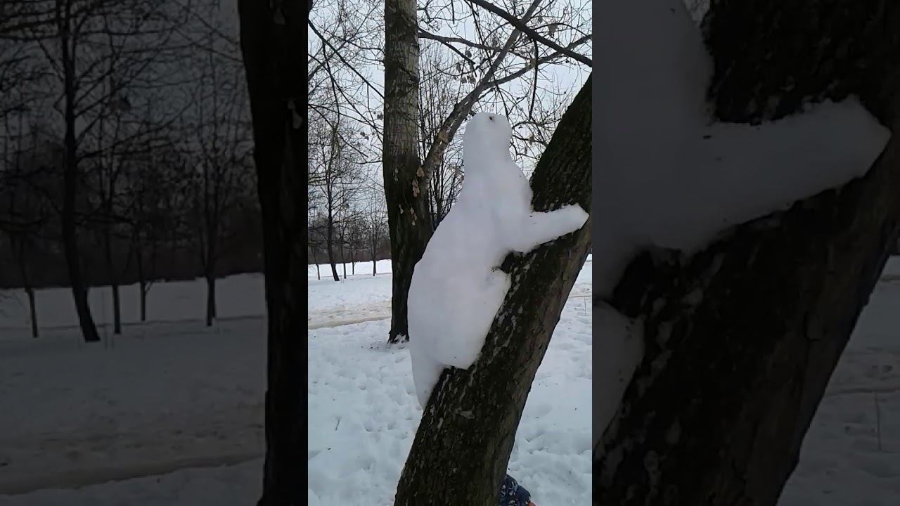 #shorts #котики #снег #cats #snow_cat Снежный кот .