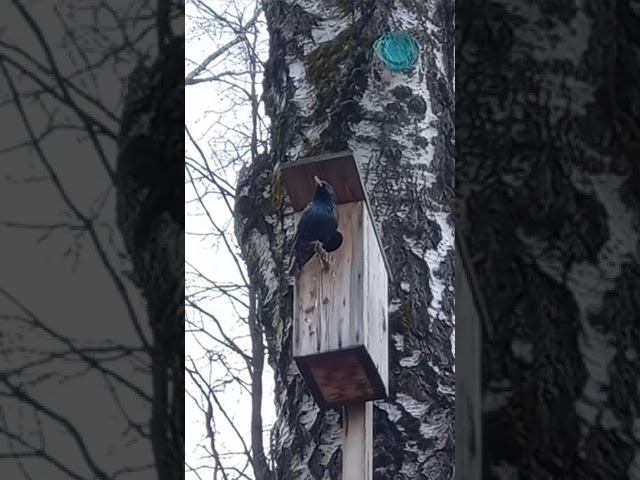 #shorts Скворцы прилетели #весна #скворечник #скворец #пениептиц #светлыйобзор #bird #spring #birds