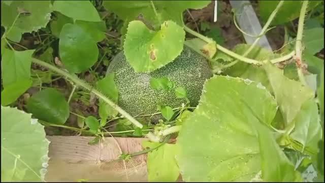 5.09.24г. Осень на дворе, а в огороде ещё много томатов. Наше пополнение