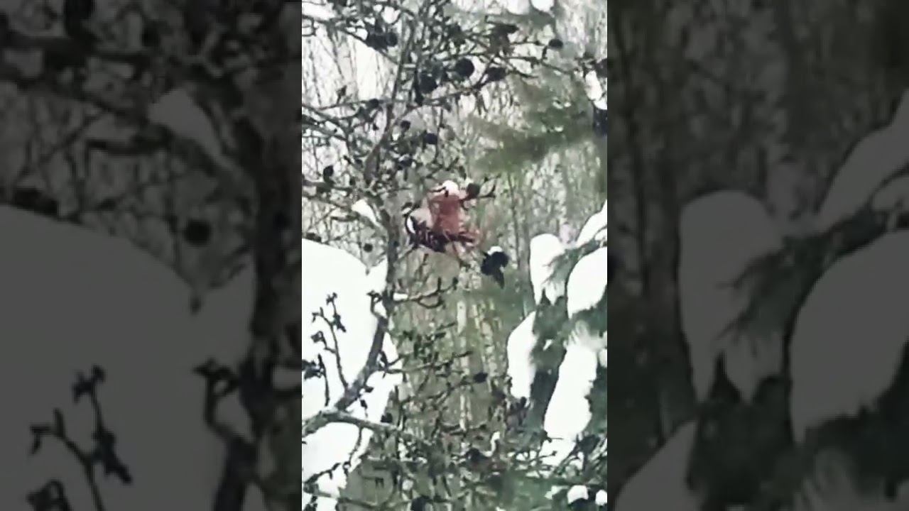 #shorts Птицы России.Дятел #птицыроссии #птицызимой #зима2022 #bird #russia #winter2022 #дятел