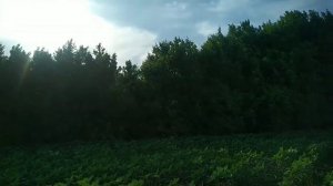 22.06.21 Контроль бур'янів у Будь-якому Соняшнику.