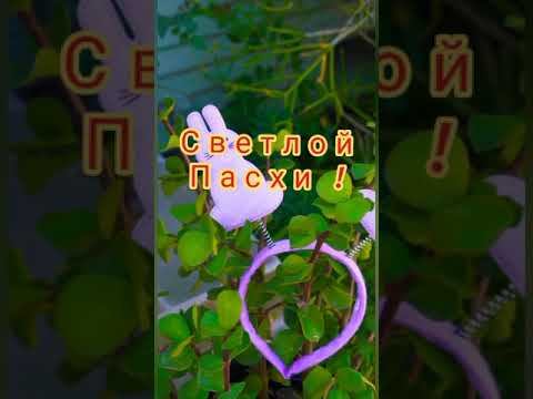 #shorts Светлой Пасхи ! #пасха #пасхальноеяйцо #поздравлениеспасхой #светлыйобзор