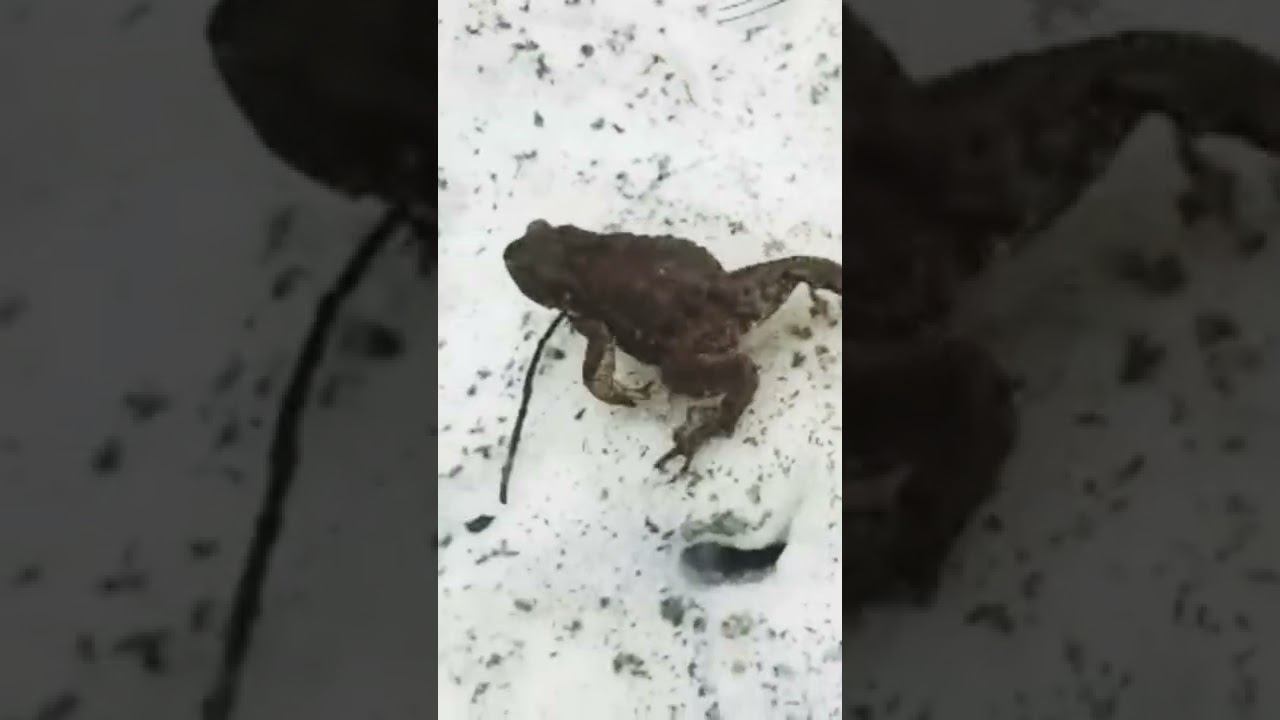 #shorts Лягушка путешественница #лягушка #жаба #весна #frog #spring #funny #funnyvideo