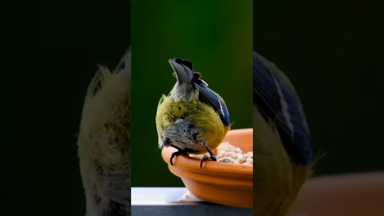 #shorts Синица лазоревка tit #bird #птица #синица #лазоревка