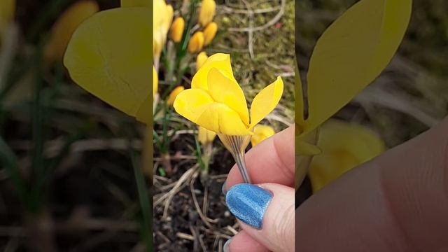 Весна,первоцветы и не только