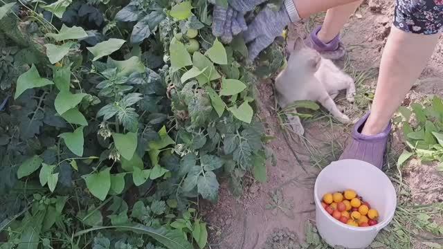 9.09.24г. Дела житейские. Выкопали чеснок. Как я делаю семена свёклы