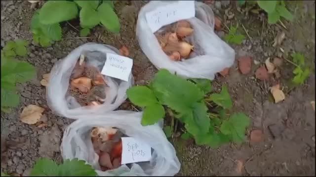 Первая дыня за много лет. Снимаем пробу♥️ Сажаю тюльпаны