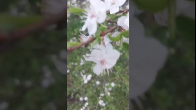 Вот и пришла ВЕСНА ! ..... Андрей Дрюня - Блеск любимых глаз